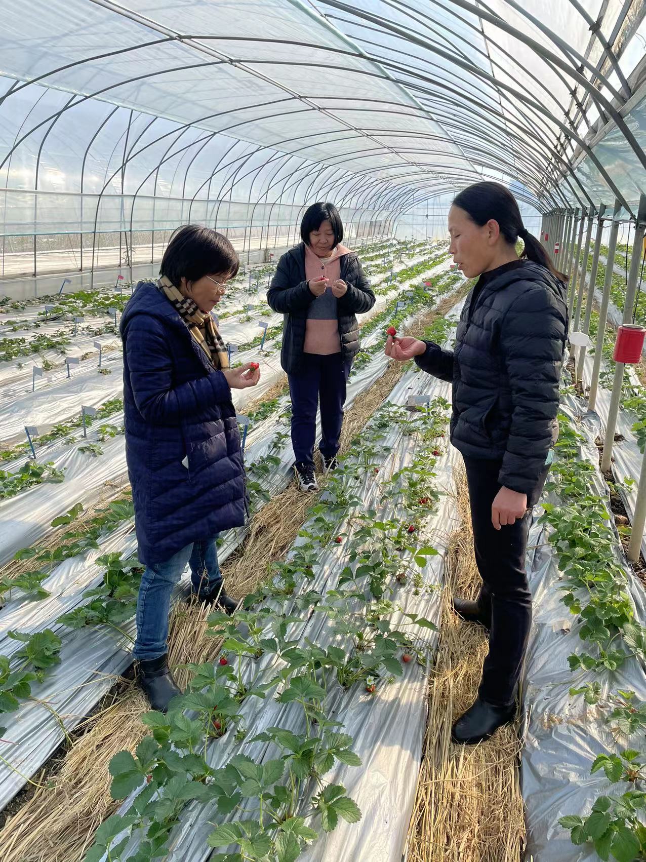 国家特色蔬菜产业技术体系岗位专家王桂霞研究员到草莓创新团队交流指导